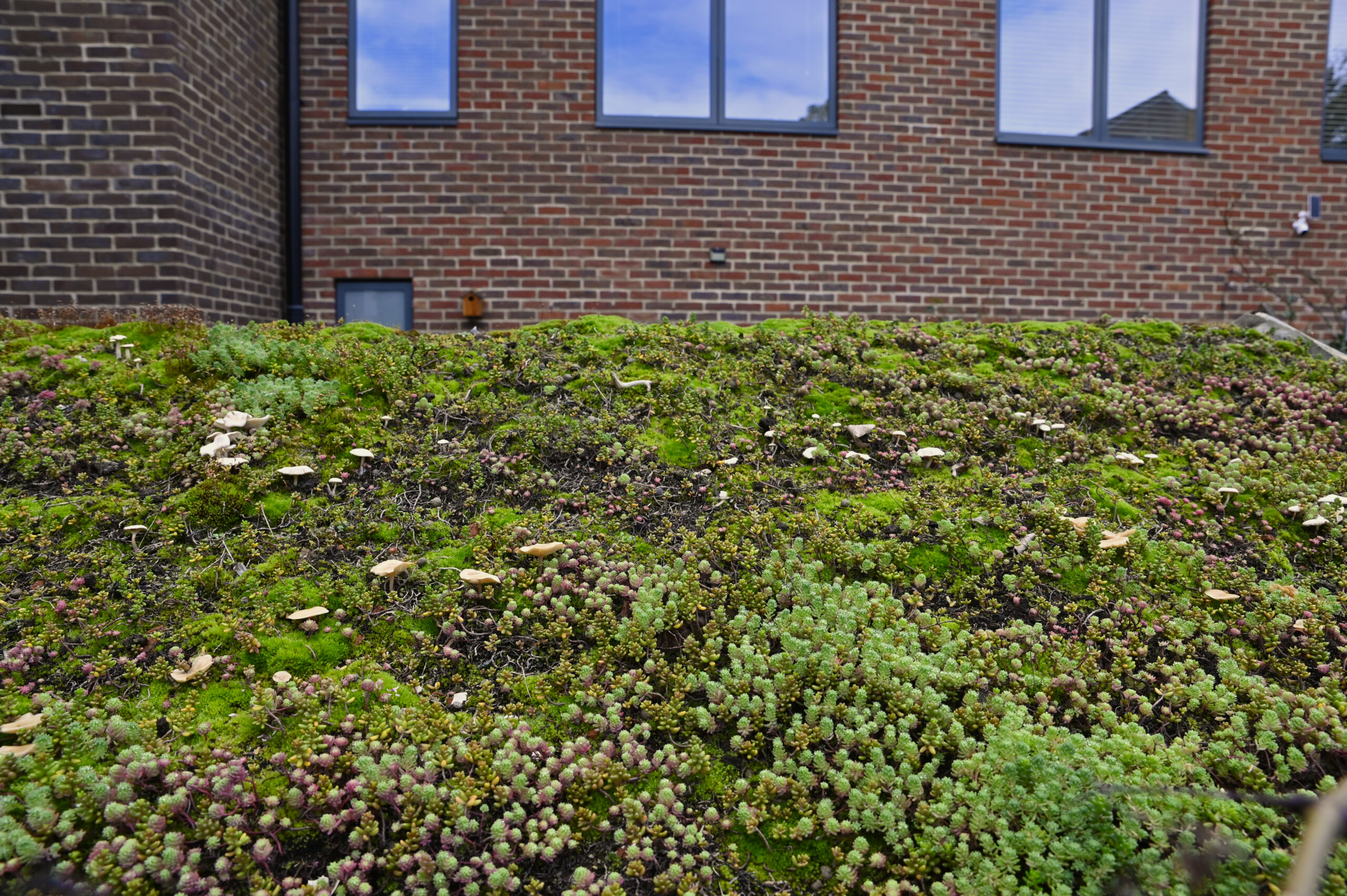 Sedum & Blue Roofs in Dublin – Why They’re the Future and Why Grasshopper Services Should ...